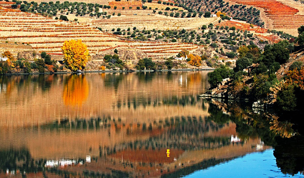 Discover the Douro region - Quinta de Merouço